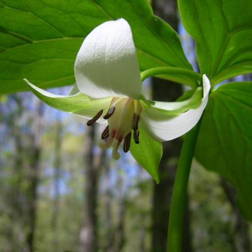 Nodding Trillium (Trillium Cernuum) Plant Care & How to Grow, Water