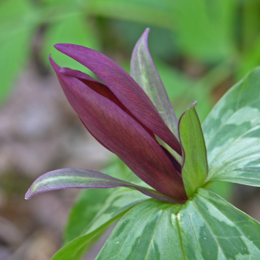 Large Toadshade (Trillium Cuneatum) Care Guide: Water, Soil ...