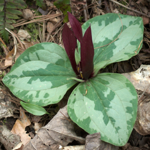 Trailing Wakerobin (Trillium Decumbens) Plant Care & How to Grow, Water