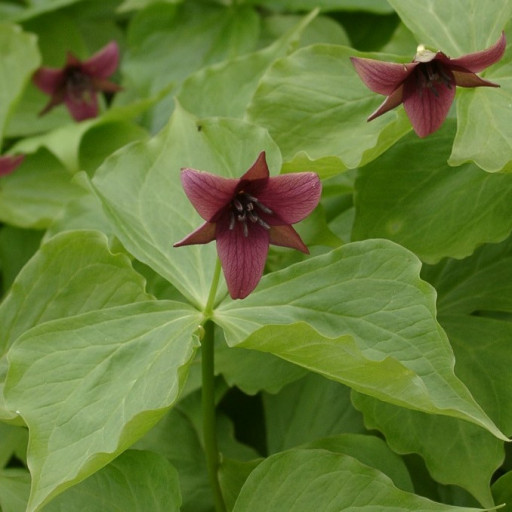 Red Trillium (Trillium Erectum) Plant Care & How to Grow, Water