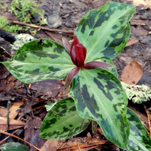 Mississippi River Wakerobin (Trillium Foetidissimum) Plant Care & How ...