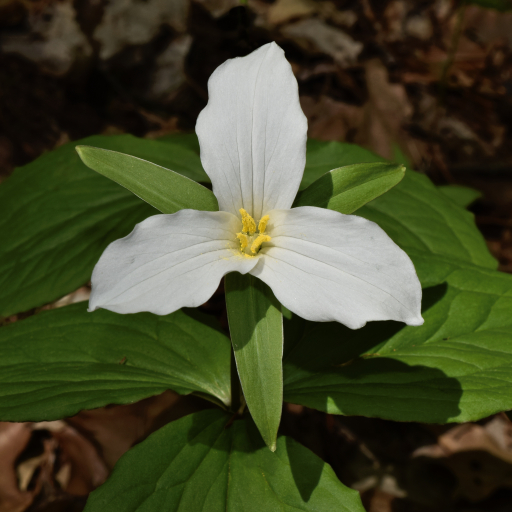 White Trillium (Trillium Grandiflorum) Plant Care & How to Grow, Water