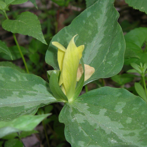 Yellow Trillium (Trillium Luteum) Plant Care & How to Grow, Water