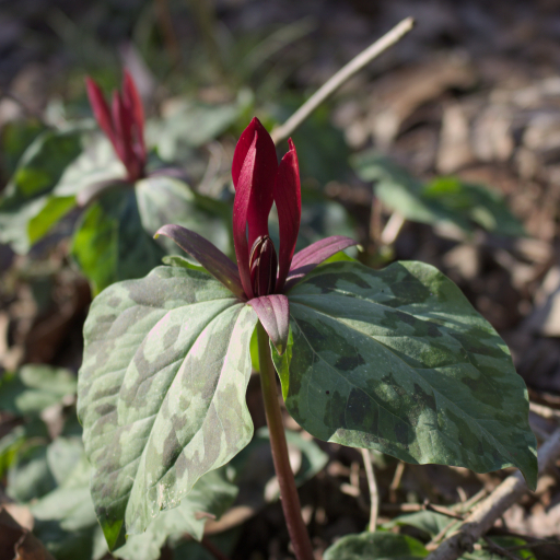 Spotted Wakerobin (Trillium Maculatum) Plant Care & How to Grow, Water