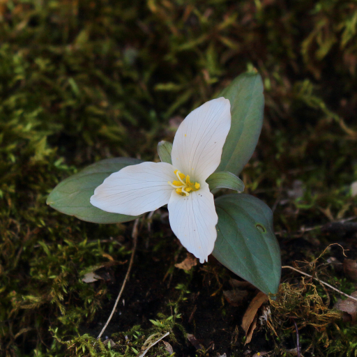 Snow Trillium (Trillium Nivale) Plant Care & How to Grow, Water
