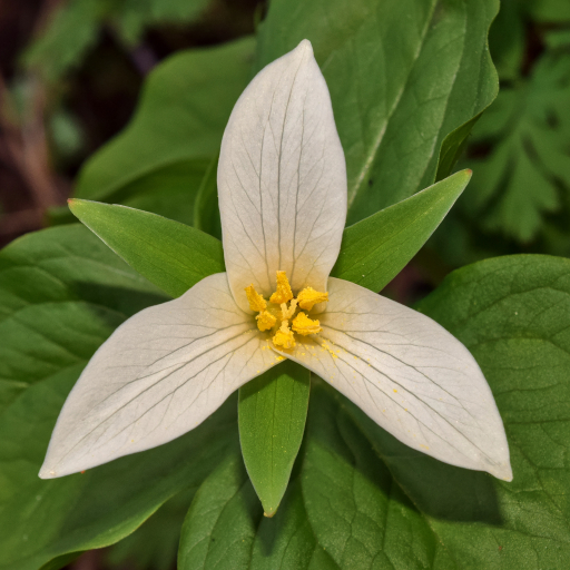 Pacific Trillium (Trillium Ovatum) Plant Care & How to Grow, Water