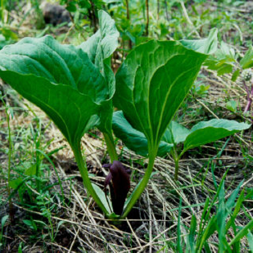 Idaho Trillium (Trillium Petiolatum) Plant Care & How to Grow, Water