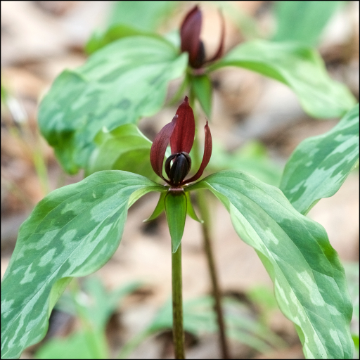 Bloody Butcher (Trillium Recurvatum) Care Guide: Water, Soil ...