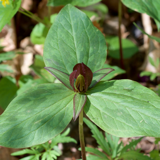 Toadshade (Trillium Sessile) Plant Care & How to Grow, Water