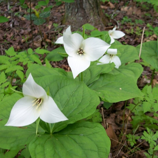 Jeweled Wakerobin (Trillium Simile) Plant Care & How to Grow, Water