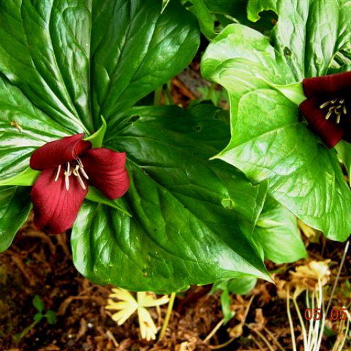 Barksdale Trillium (Trillium Sulcatum) Plant Care & How to Grow, Water