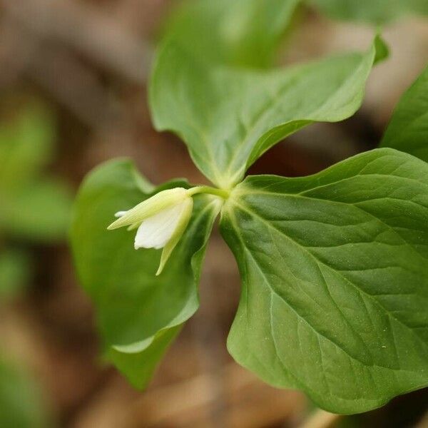 Mountain Woods Trillium (Trillium Tschonoskii) Plant Care & How to Grow ...