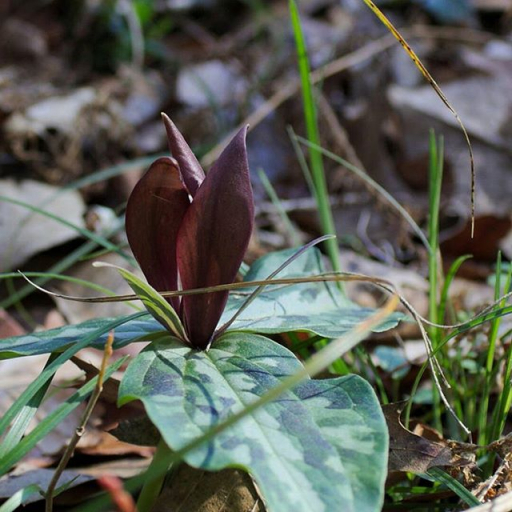 Longbract Wakerobin (Trillium Underwoodii) Plant Care & How to Grow, Water