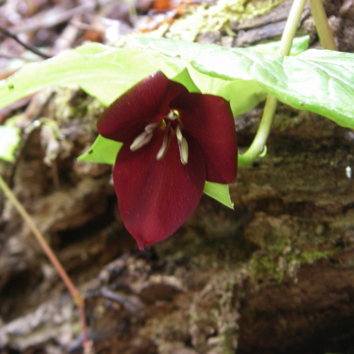 Sweet Wakerobin (Trillium Vaseyi) Care Guide: Water, Soil & Propagation ...