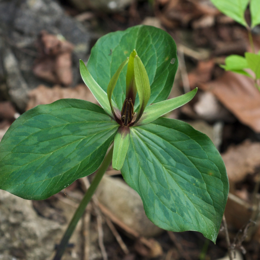 Tapertip Wakerobin (Trillium Viridescens) Plant Care & How to Grow, Water