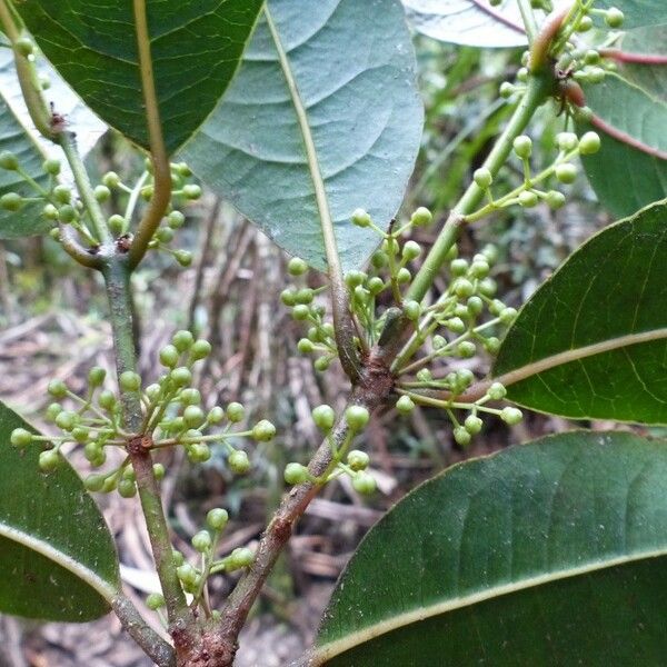 Trimenia Neocaledonica Plant Care & How to Grow, Water