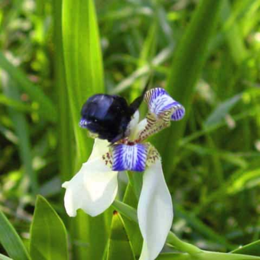 Trimezia Candida Plant Care & How to Grow, Water