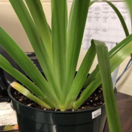 Trimezia Gracilis Plant Care & How to Grow, Water