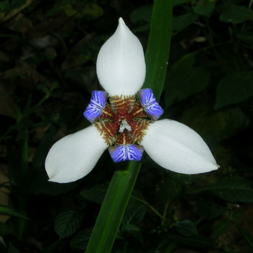 North's False Flag (Trimezia Northiana) Plant Care & How to Grow, Water