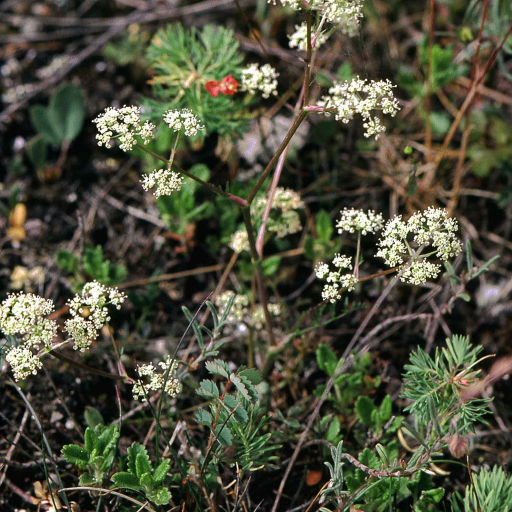 Honewort (Trinia Glauca) Plant Care & How to Grow, Water