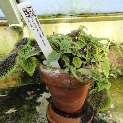 Triolena Pustulata Plant Care & How to Grow, Water