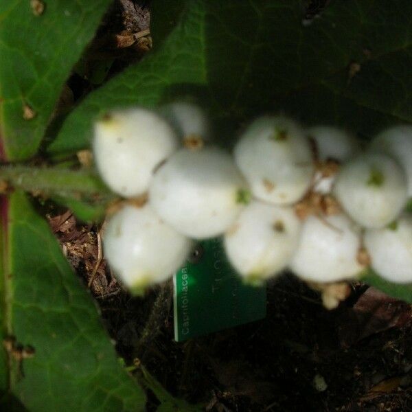 Triosteum Pinnatifidum Plant Care & How to Grow, Water