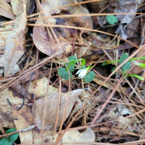 Broadleaf Noddingcaps (Triphora Amazonica) Plant Care & How to Grow, Water