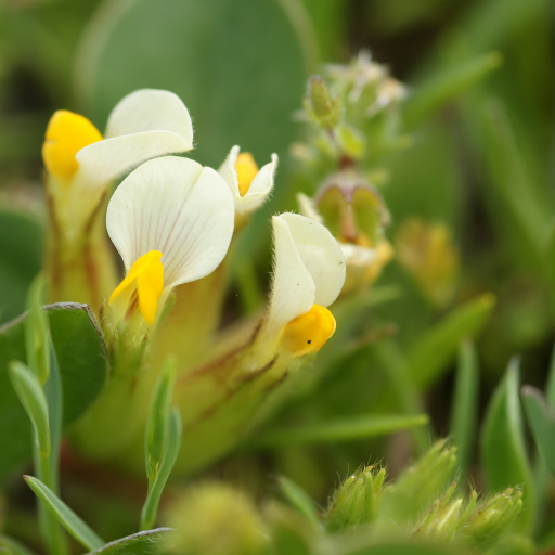 Bladder Vetch (Tripodion Tetraphyllum) Care Guide: Water, Soil ...