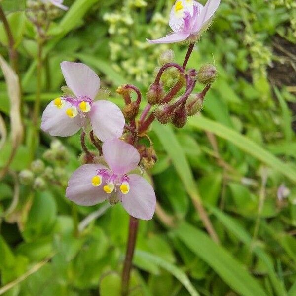 Tripogandra Glandulosa Care Guide: Water, Soil & Propagation - Plantiary