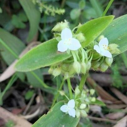 Pink Trinity (Tripogandra Serrulata) Care Guide: Water, Soil ...