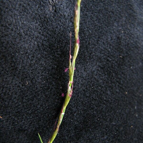 Tripogon Filiformis Care Guide: Water, Soil & Propagation - Plantiary