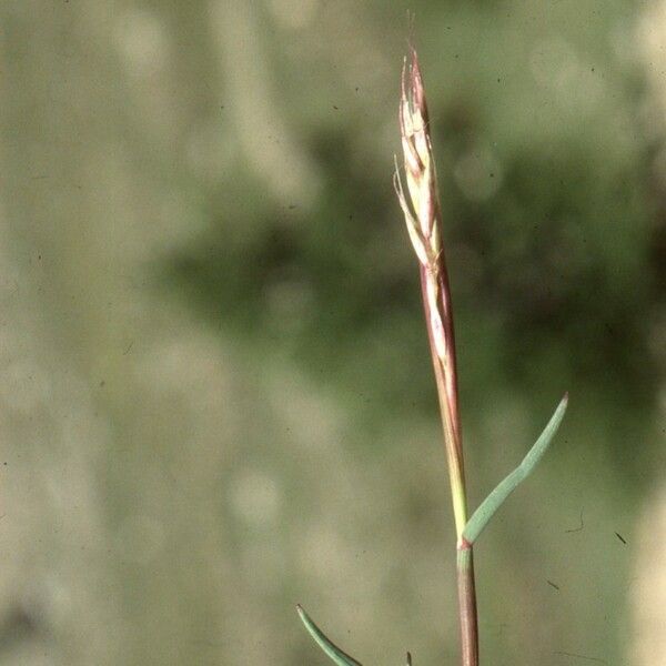 Trisetum Distichophyllum Care Guide: Water, Soil & Propagation - Plantiary