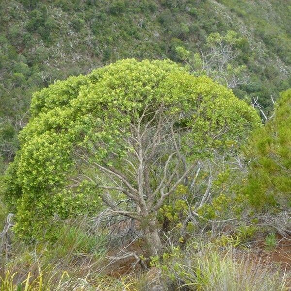 Tristaniopsis Capitulata Plant Care & How to Grow, Water