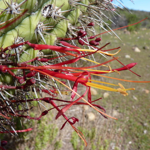 Chilean Cactus Mistletoe (Tristerix Aphyllus) Care Guide: Water, Soil ...