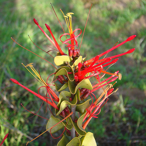 Quintral (Tristerix Corymbosus) Care Guide: Water, Soil & Propagation ...