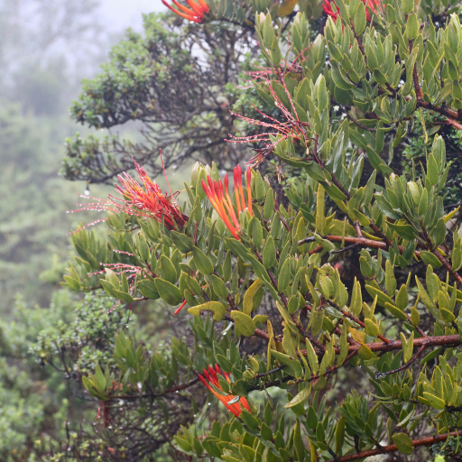 Tristerix Longibracteatus Care Guide: Water, Soil & Propagation - Plantiary