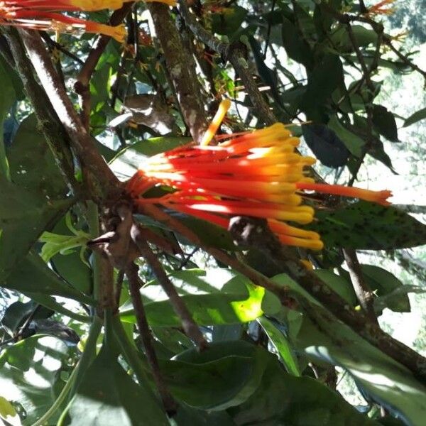 Tristerix Penduliflorus Care Guide: Water, Soil & Propagation - Plantiary