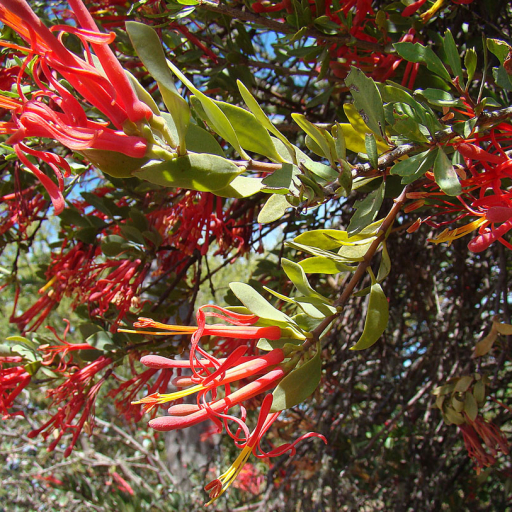 Tristerix Verticillatus Care Guide: Water, Soil & Propagation - Plantiary