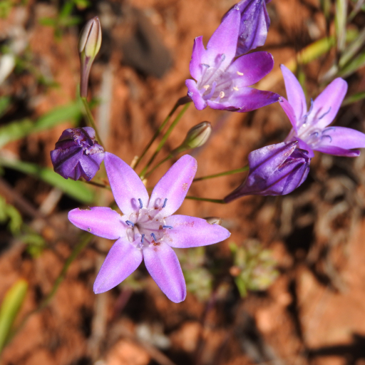 Bridges' Brodiaea (Triteleia Bridgesii) Plant Care & How to Grow, Water