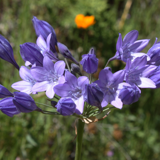 Grassnut (Triteleia Laxa) Care Guide: Water, Soil & Propagation - Plantiary