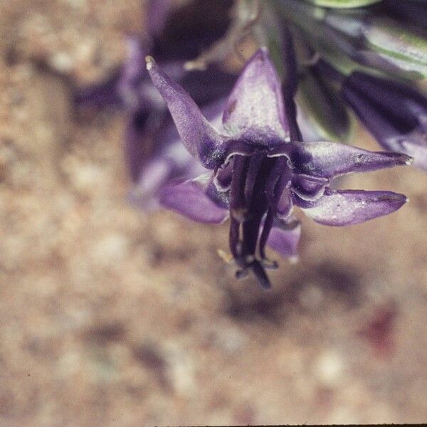 Palmer's Baja-Lily (Triteleiopsis Palmeri) Plant Care & How to Grow, Water