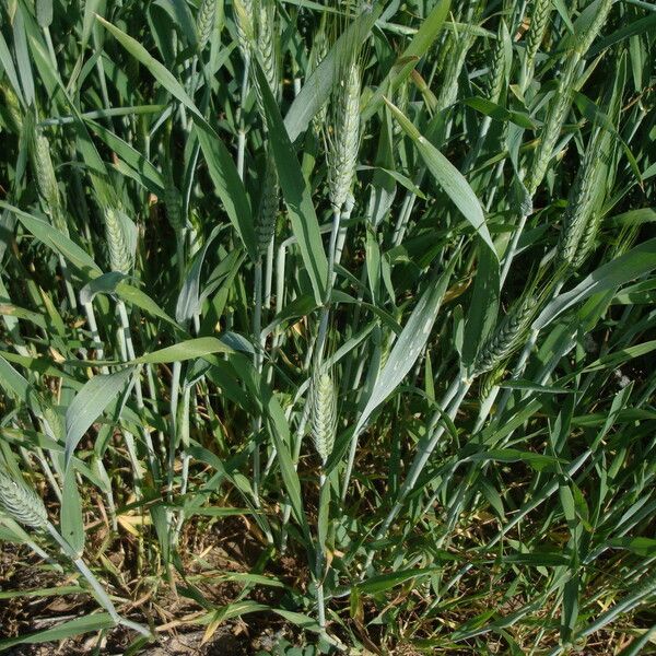 Octoploid Triticale (× Triticosecale Rimpaui) Plant Care & How to Grow ...