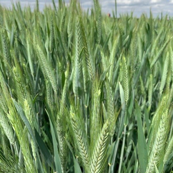 Triticosecale Plant Care & How to Grow, Water