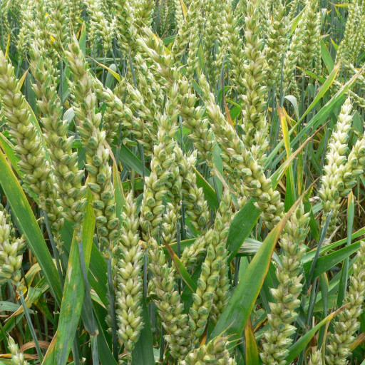 Wheat (Triticum Aestivum) Plant Care & How to Grow, Water