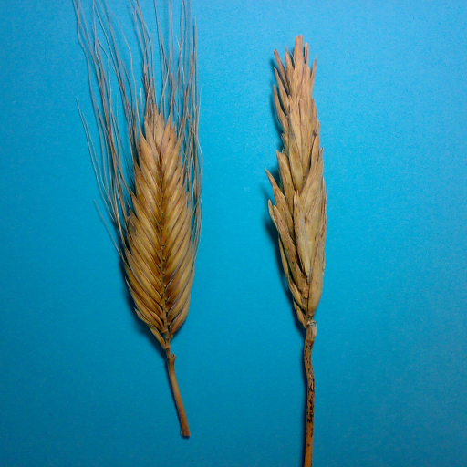 Polish Wheat (Triticum Polonicum) Plant Care & How to Grow, Water