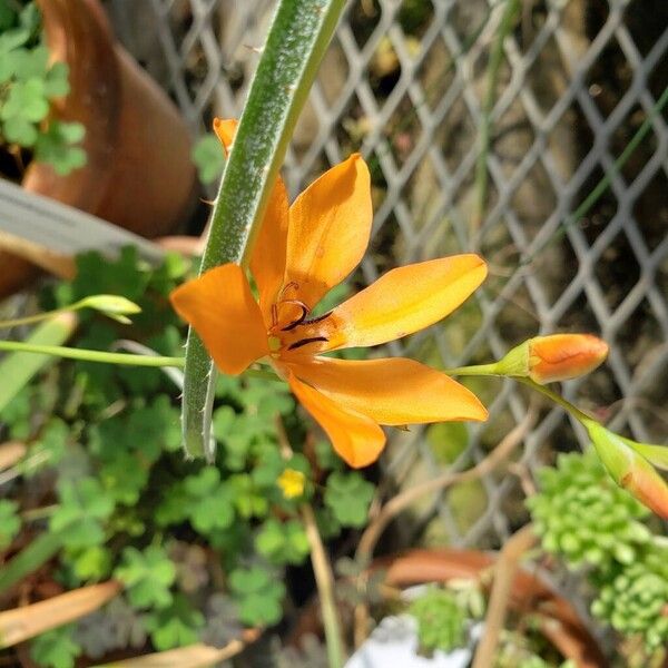 Blotch Triton (Tritonia Deusta) Plant Care & How to Grow, Water