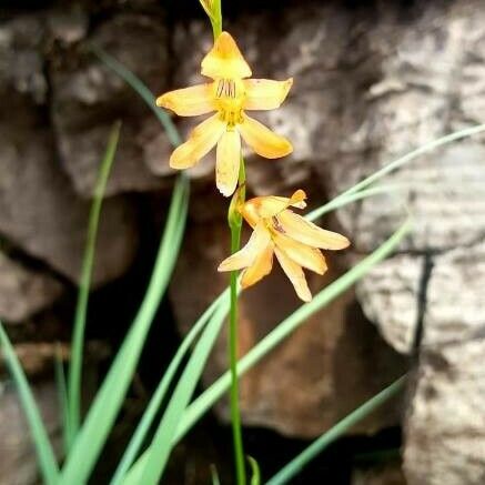 Tritonia Drakensbergensis Plant Care & How to Grow, Water