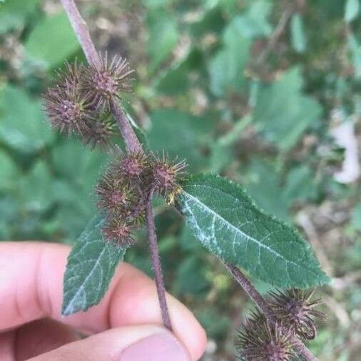 Burweed Marshelder (Triumfetta Lappula) Plant Care & How to Grow, Water