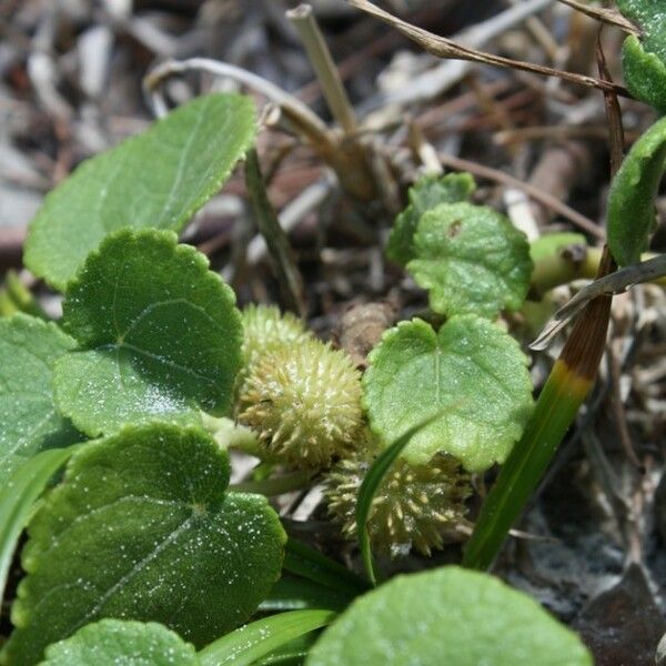 Atat (Triumfetta Procumbens) Plant Care & How to Grow, Water