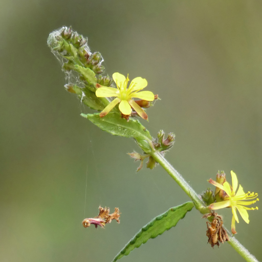 Chinese-Bur (Triumfetta Rhomboidea) Plant Care & How to Grow, Water